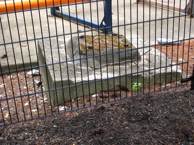 Bat (Kings Island 1981) - Coasterpedia - The Amusement Ride Wiki